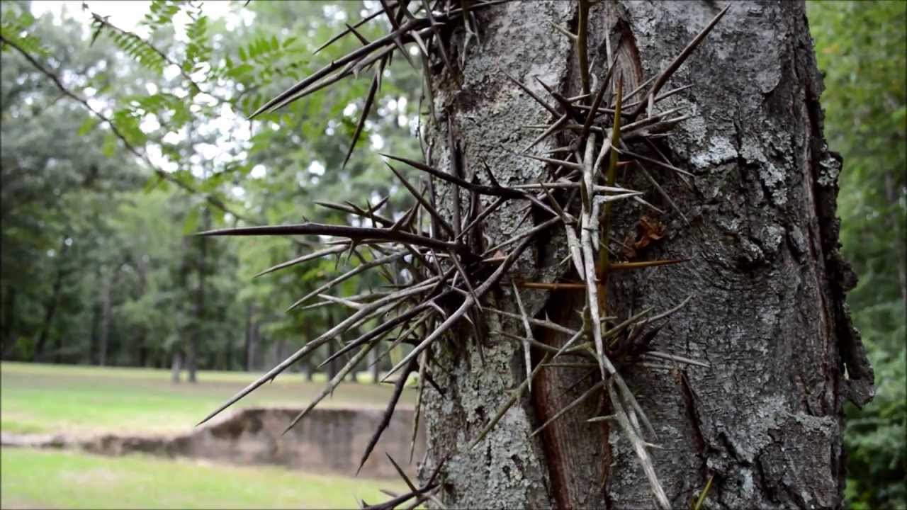 Magickal Thorns – Inexplicable Things Blog