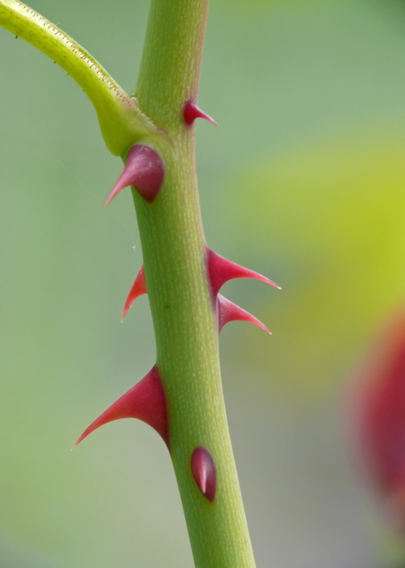 Magickal Thorns – Inexplicable Things Blog